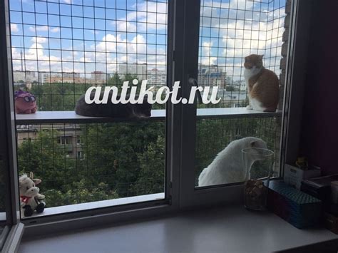 Выгул на окно для кошек балкон в Москве