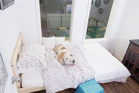 Pet Resort And Spa In Vancouver 4 Dogs And Cats ️ Jet Pet Resort