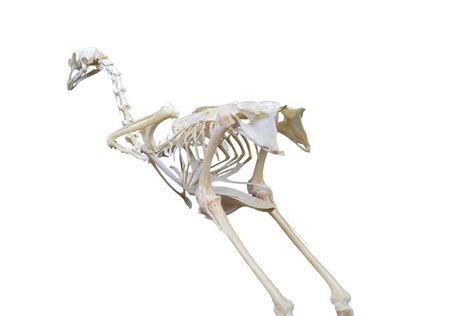 Esqueleto Articulado de Galinha Adulta Cardiomed Saúde