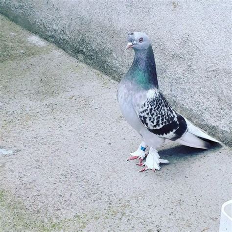 Gus Alexiou adlı kullanıcının Pigeon panosundaki Pin | Güvercin, Evcil ...