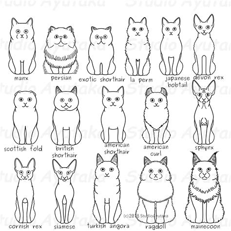 Types Of Cats Drawing