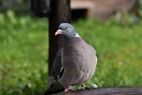 Anti Bird Netting Balmore Group