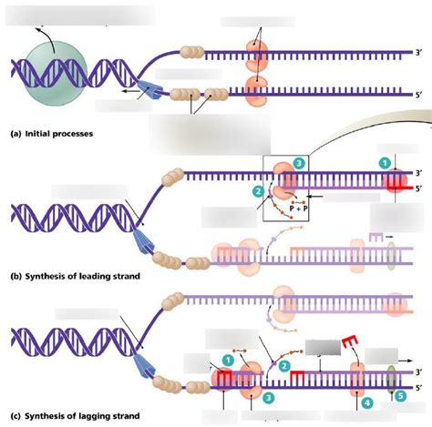 Molecular Mecanism Of Replication Diagram Quizlet