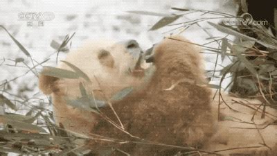 秦岭大熊猫我们不要再低调了熊猫大事件 知乎