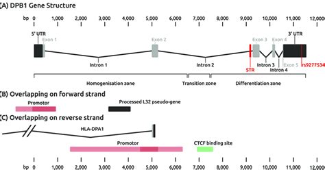 Hla Dpb1 Gene Structure And Overlapping Features A Gene Model Of Download Scientific Diagram