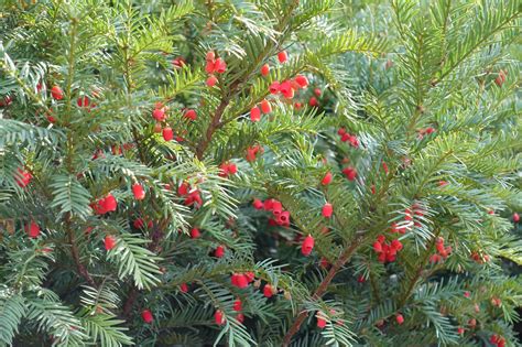 Expert Tips For Growing Yew This Native Provides Form And Structure