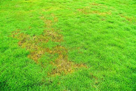 Turf Grass Rust Control Weed Control Magic Pest And Lawn Austin Tx