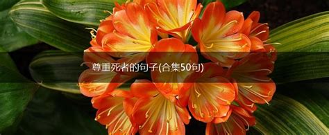 尊重死者的句子 合集50句