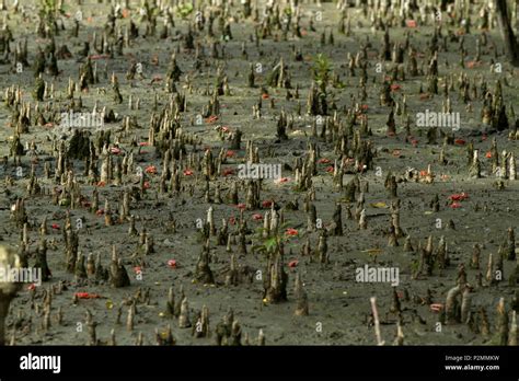 The Sundarbans A Unesco World Heritage Site And A Wildlife Sanctuary