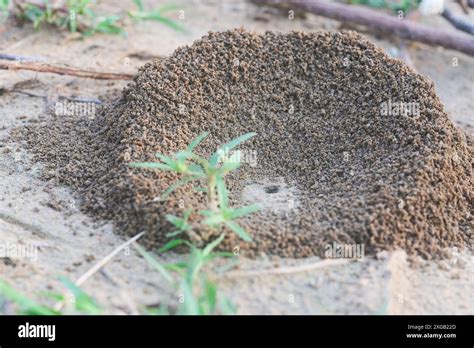 An Ant Colony Is A Population Of Ants Typically From A Single Species
