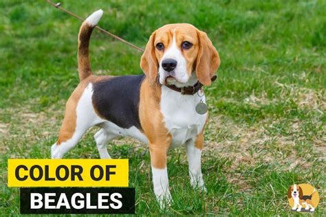 Beagle Colors Various Combinations Markings And Types Beagle Care
