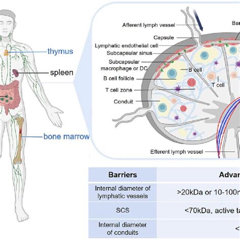 A Prodrug Hydrogel Mediated Pdt Cdt Immunotherapy To Treat Primary And