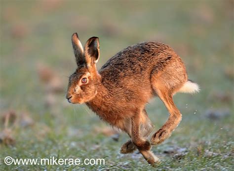 Brown Hare Running Past On Melting Snow January Suffolk … Flickr