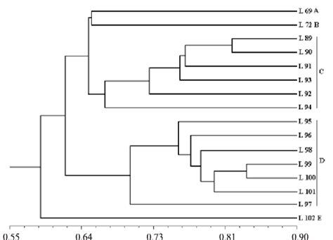 Upgma Clustering For The 16 Maize Inbred Lines Based On Jaccard Genetic