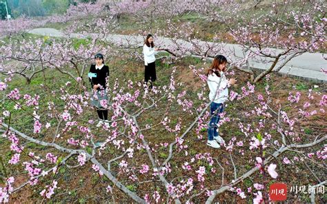眉山天府新区万古村桃花开 漫山春意浓 四川在线
