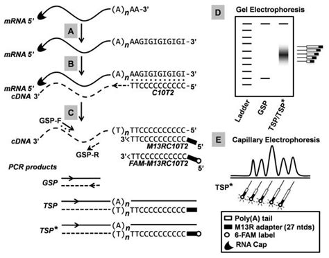 Molecular Biology Reagents Axis Shield Density Gradient Media