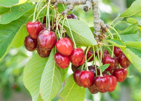 10 Types Of Cherry Trees Dive Into The World Of Sweet And Tart Varieties