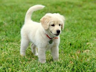 IMAGENES PERROS