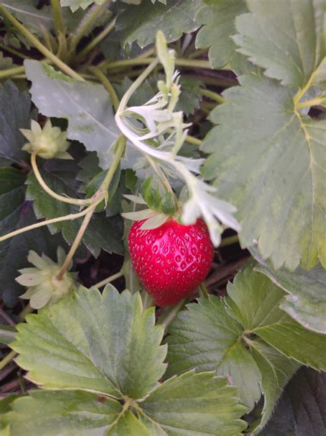Raspberry Vs Strawberry Comparison And Nutrition Thefarmchicken