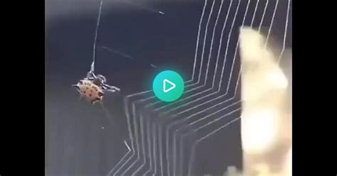 Senior Web Developer Album On Imgur