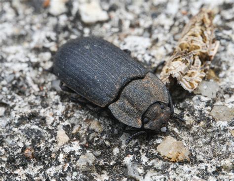 Dusty Surface Beetles From 中国云南省西双版纳傣族自治州勐海县 On September 26 2023 At