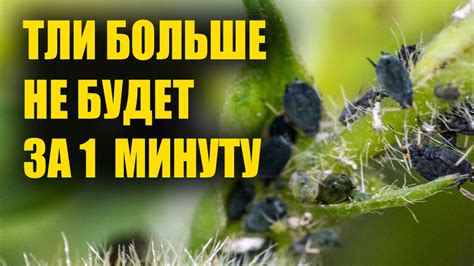 Как избавиться от тли за 1 минуту! Самый эффективный способ! - YouTube