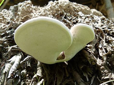Ganoderma Lucidum Complex Eflora Of India
