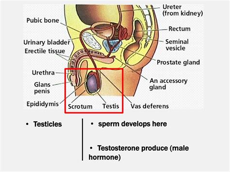 Ppt Anatomy Male Reproductive System Powerpoint Presentation Free Download Id 9100609