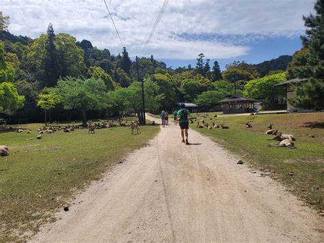2021宮島シティロゲイニング5時間コース 宮島（厳島）・弥山の写真4枚目 鹿は人を怖がらない Yamap ヤマップ