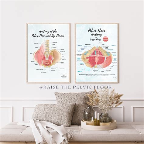 Trigger Points In Pelvic Floor Anatomy Poster Art Raise The Pelvic Floor