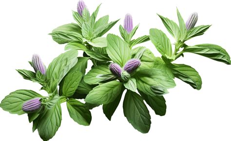 Herb Png With AI Generated 31759298 PNG