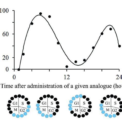 Plot Of The Percentage Of Labeled Mitosis Over Time Following A Single