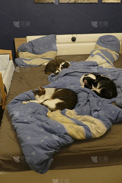 猫在床上睡觉