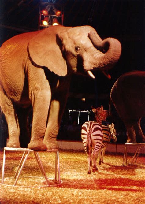 A Friend Of The Circus Sally Ann Roncescu Elephants And Zebra