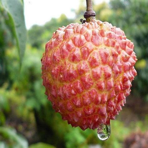 麻垌荔枝详细介绍：特点 历史 桂平特产 特色谷