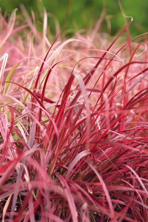 7 Dwarf Ornamental Grasses For Container Gardening ~ Bless My Weeds