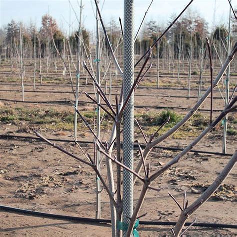 Fiberglass Tree Stake Fence Post 11 16 X 6 Farmtek