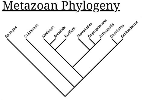 Solved Metazoan Phylogeny Amniote Phylogeny