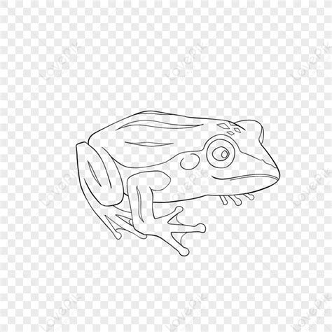 흑백 일러스트 개구리희다화이트백색 Png 일러스트 무료 다운로드 Lovepik