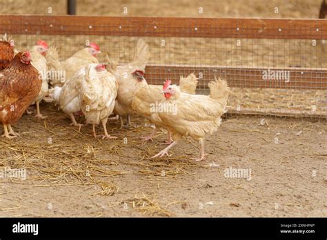 Group Of Chickens Standing In A Row Each Clucking And Pecking At The