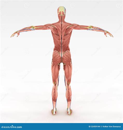Accurate Female Anatomy Stock Illustration Illustration Of Torso