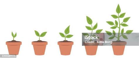 냄비에 녹색 식물 작은 새싹에서 나무에 이르는 식물의 성장 단계 성장 묘목 단계가 설정됩니다 심기 인포그래픽 벡터 일러스트 레이 션 성장 개념에 대한 스톡 벡터 아트 및