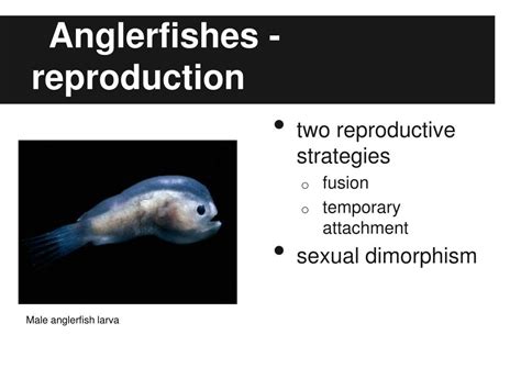 Ppt Biological Adaptations Of Deep Sea Fishes Powerpoint Presentation