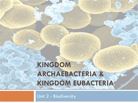 Kingdom Archaebacteria And Kingdom Eubacteria