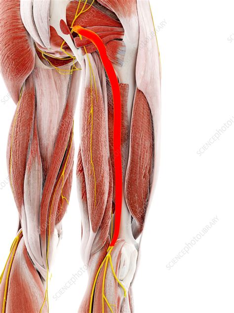 Sciatic Nerve Illustration Stock Image F0353678 Science Photo