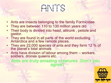 How Ants Communicate