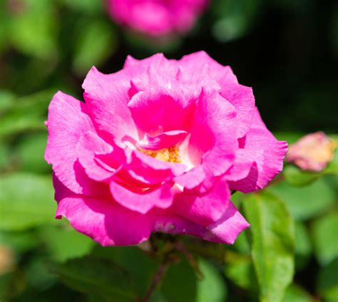 ピンク色のバラ（薔薇）02 無料の高画質フリー写真素材 イメージズラボ
