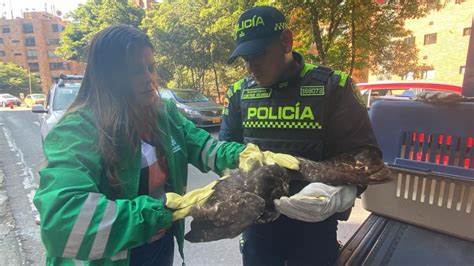 Búho Fue Rescatado En Cerros Orientales Con Hematoma