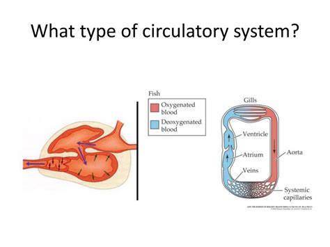 Ppt Phylum Chordata Powerpoint Presentation Free Download Id 2179021