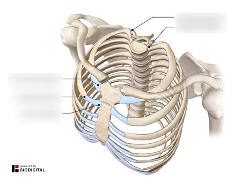 Joints Of The Thoracic Cage Diagram Quizlet